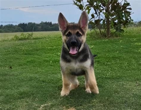 Big Boned German Shepherds Star A Unique Breed For The Experienced