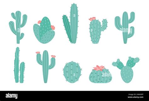 Vector Set Of Cacti Isolated On White Background Eps 10 Stock Vector