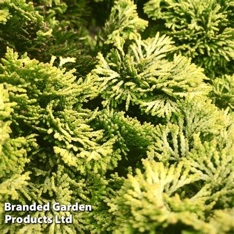 Chamaecyparis Obtusa Butterball