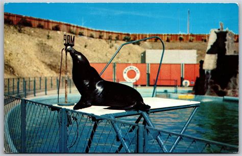 Vtg California Ca Marineland Of The Pacific Si The Politician Sea Lion