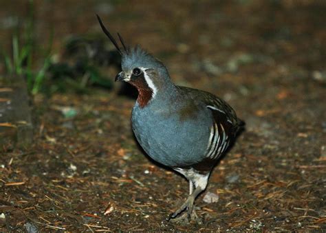Mountain Quail Bird