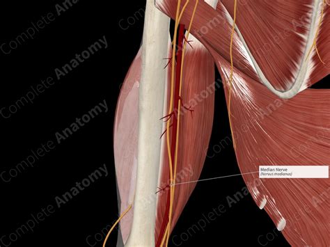 Median Nerve Complete Anatomy