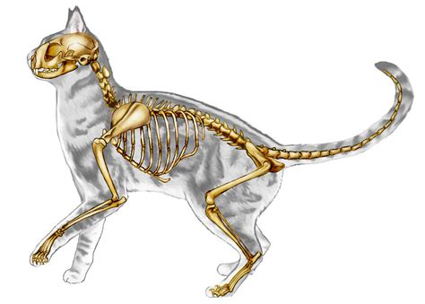 Cat Skeleton Anatomy Model At Myrtle Jackman Blog