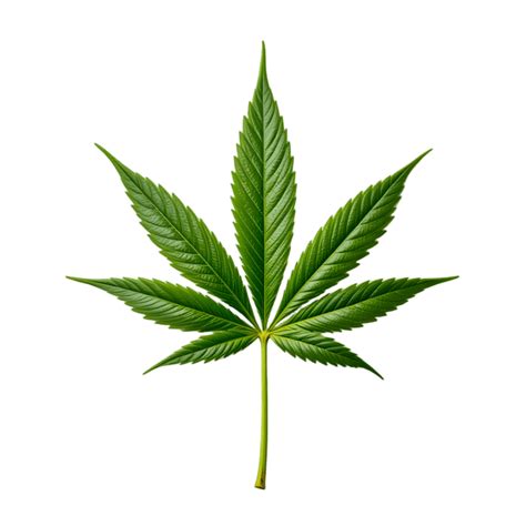 Cannabis Leaf Pngs For Free Download