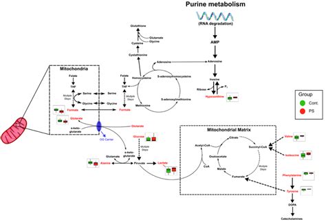 Potential Metabolic Pathways Derived From The Heatmap Data The Data