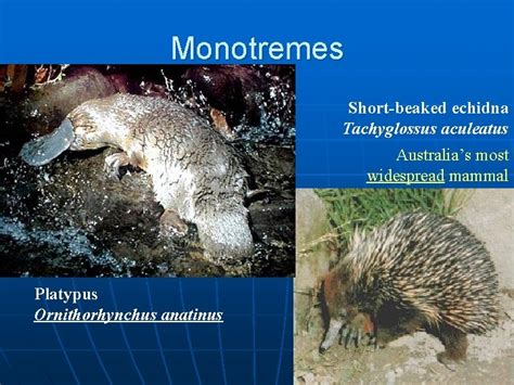 Monotremes Spiny Anteater Duckbilled Platypus 1 Prototheria Monotremes