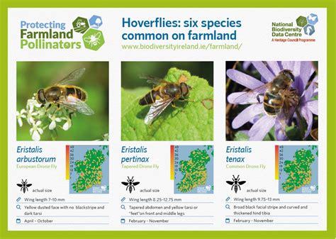 Biodiversity Ireland On Twitter Delighted To Share The First Of Our Hoverfly Identification