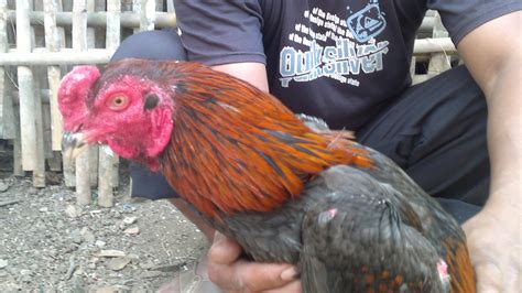 Ayam Balap Farm Ricky And Rexy