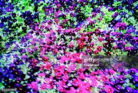 8 Bit Flower Photos And Premium High Res Pictures Getty Images