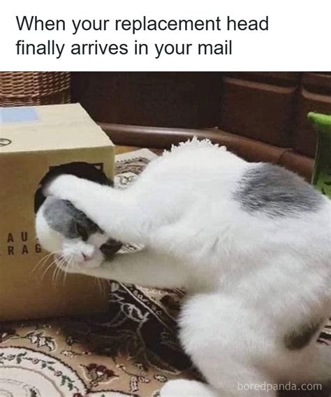 50 Funny And Adorable Animal Memes That Fight Sadness And Boredom With
