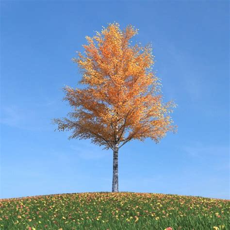 Trees Archmodels Vol 100 Evermotion