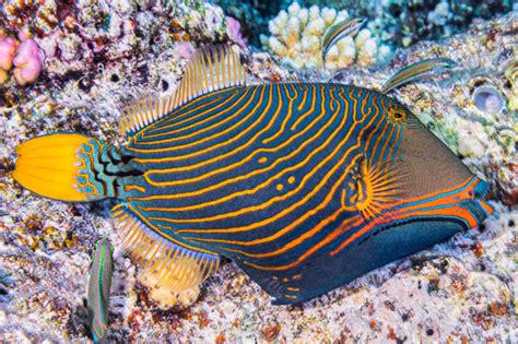 Who Are Triggerfish