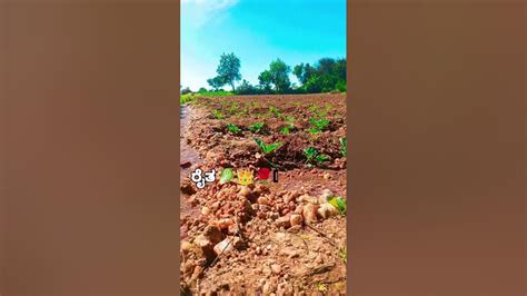 Farming Farming Farminglifeinanotherworld Likes ππ¦π₯¬ Youtube Farming Farming Farminglifeinanotherworld Likes ππ¦π₯¬ Youtube