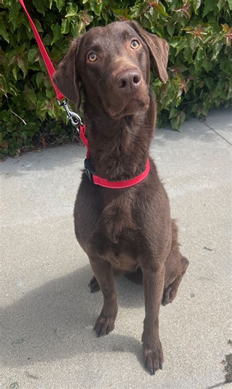 2024 Coco Head Cock Monterey Bay Lab Rescue