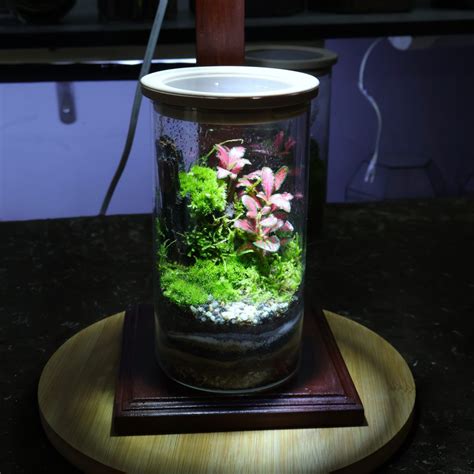 The Live Capsule Terrarium Terrarium Dhaka