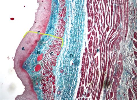 Histology Of Gi Tract Flashcards Quizlet