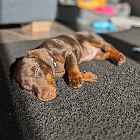 Sleepy Pup Absolutely Loves The Sunny Spots R Daschund
