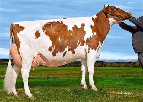 Holstein Dairy Cattle Holstein Cows Cattle