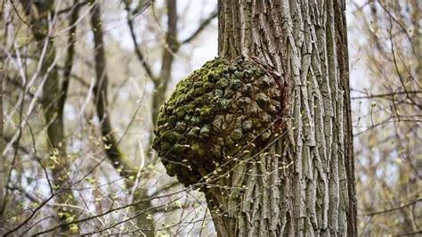 The Top 10 Signs Of Tree Disease And How To Address Them