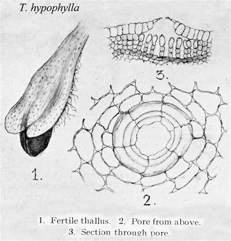 Liverworts Of Britain And Ireland Targionia L
