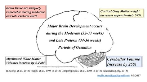 The Cerebellums Motor And Nonmotor Functions Pptx