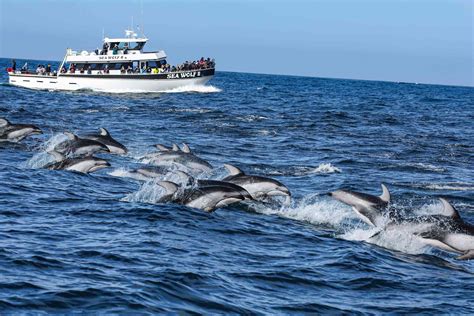 Whale Watching Group Captures Video Of 2000 Dolphins In A Rare Super Pod
