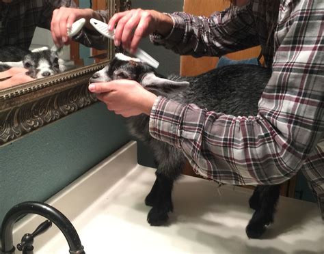 External Parasites In Goats Lice