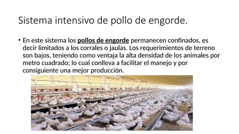 Sistema Intensivo De Engorda De Gallinas Pptx