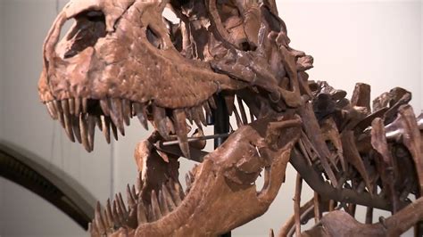 Gorgosaurus Fossil