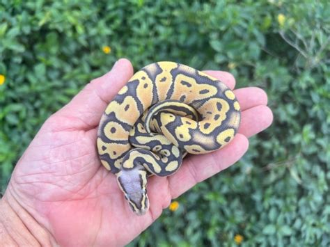Hypo Pastel Desert Ghost Ball Python By Fireball Reptiles
