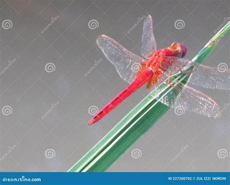 Rode Libellen Op Groen Blad Stock Foto Image Of Damesvlieg Vervagen