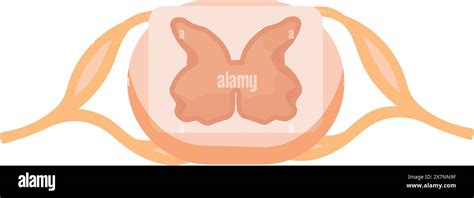 Simplified Thyroid Illustration On White Background Stock Vector Image