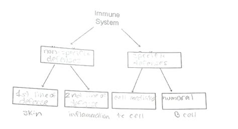 Immune System Flashcards Quizlet