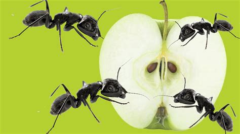 Do Apple Trees Attract Ants At William Whitfeld Blog