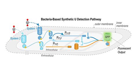 Designing Sensors For Environmental Uranium Detection Physical And Life Sciences Directorate