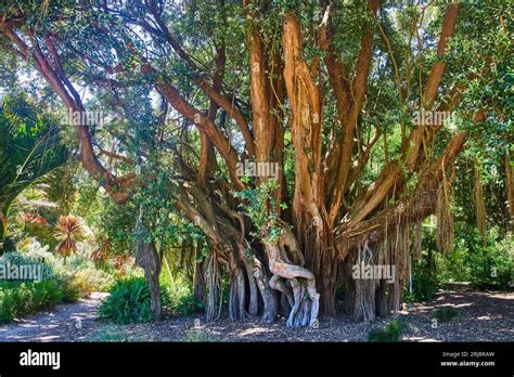 Large Tree With Trunk Like Exposed Roots And Multiple Tranches Rising