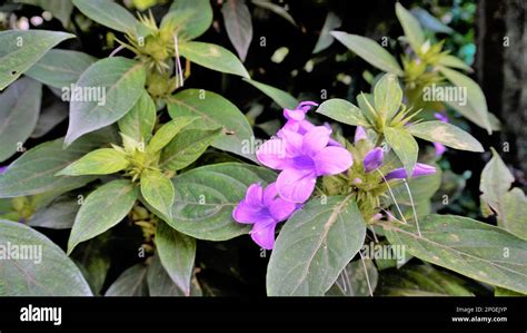 Landschaft Der Blumen Von Barleria Cristata Auch Bekannt Als Philippine