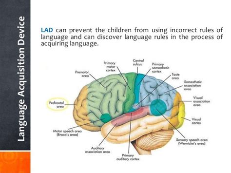 Intro To Linguistics16 Psycholinguistics 2 Language Acquisition