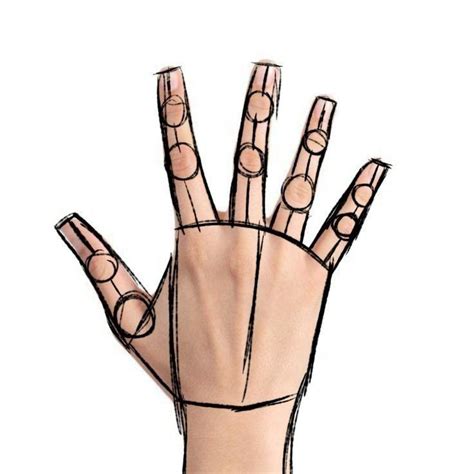Fingers Drawing Base Hand Reference Drawing Fingers How To Draw