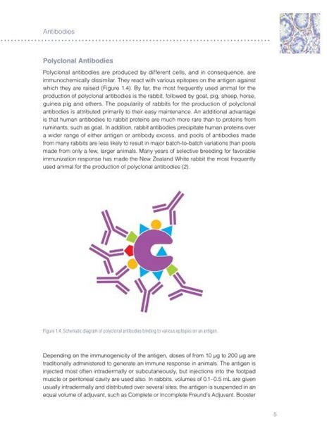 4 Immunoh Stochem Cal Sta