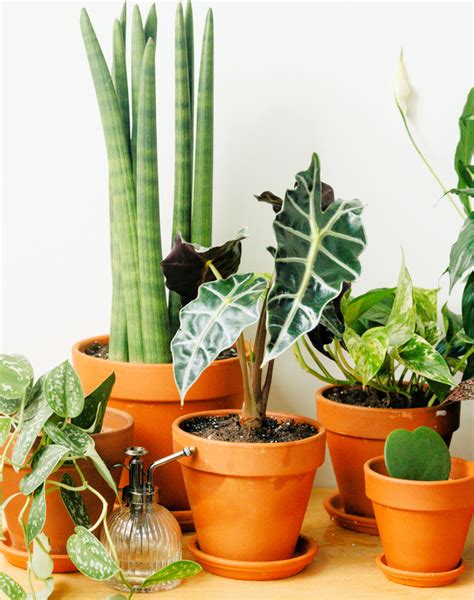 The Beginners Guide To Choosing The Right Houseplant Beginner Houseplant