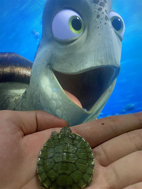 Finding Nemo Turtles Finding Nemo Dory With Turtles Wallpaper