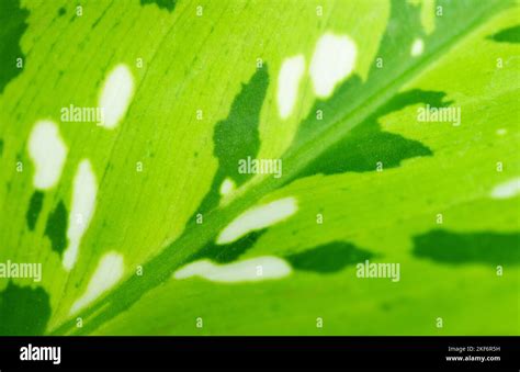 Vibrant Green Leaf With Beautiful Pattern Of Leopard Lily Or