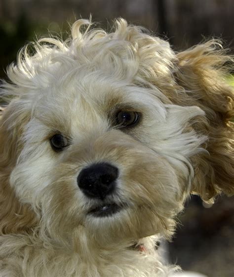 45 Best With Love Cockapoos Images On Pinterest Dog Cat Cockapoo