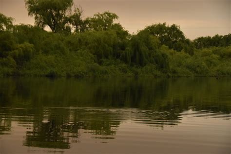Nebbdyr Store Norske Leksikon