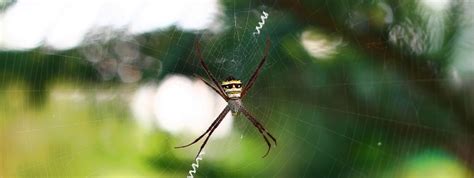 The Difference Between Spiders And Insects