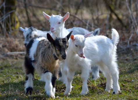 Combien De Bébé Peut Avoir Une Chèvre La Ferme Du Chêne
