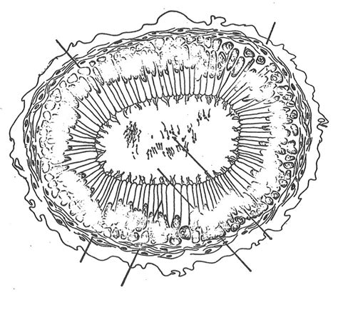 Epididymis Cross Section Diagram Quizlet