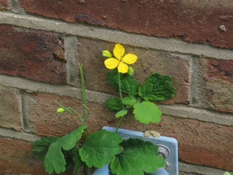 A Dark And Shady Corner Bug Woman Adventures In London