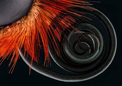 Butterfly Probiscis Album On Imgur